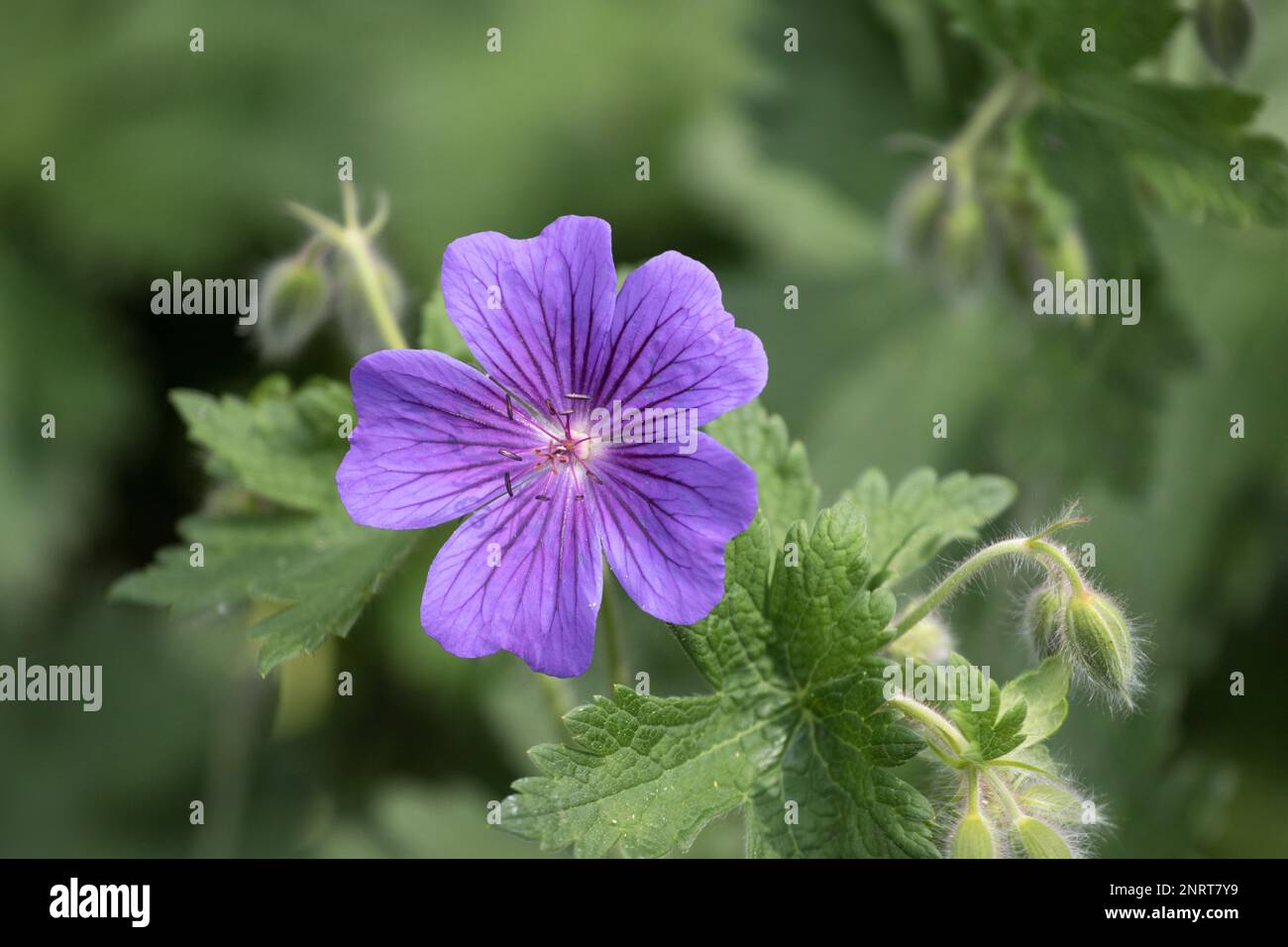 Blue geranium flower in an English cottage garden Stock Photo - Alamy