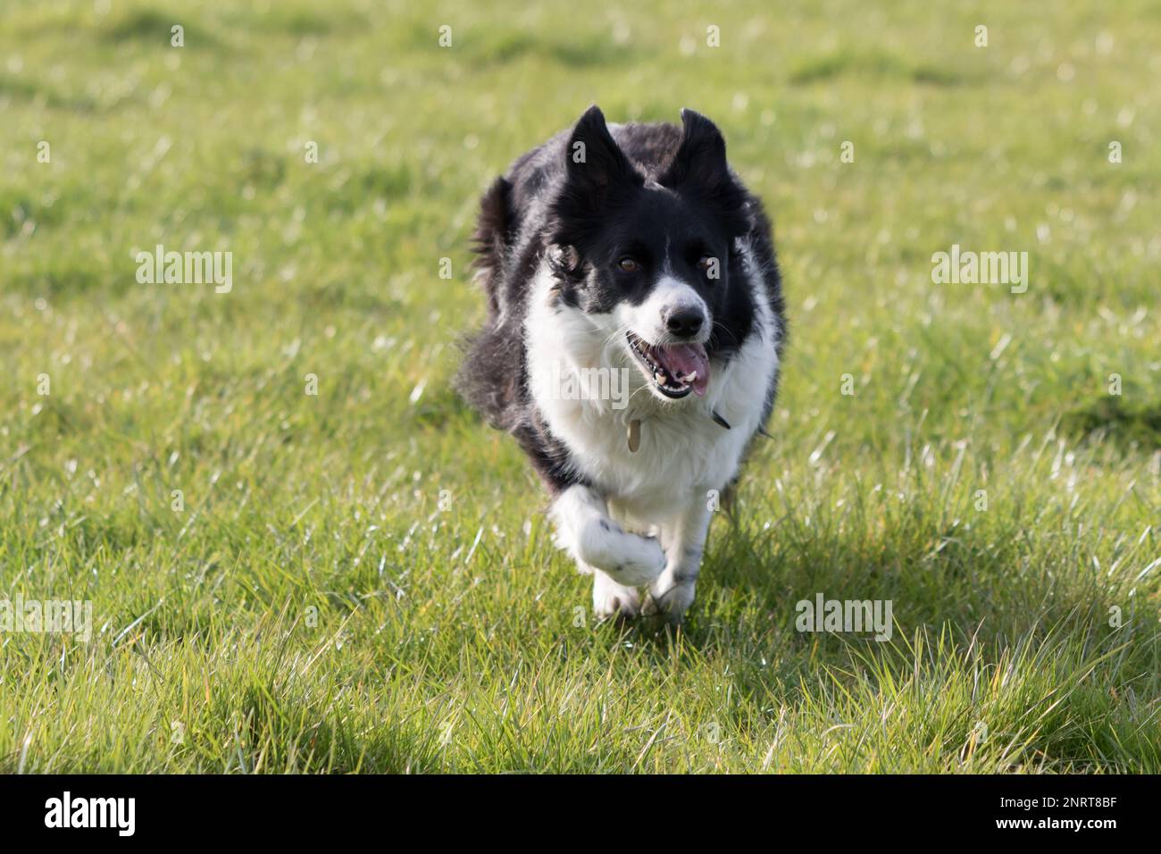 Black and white border collie enjoying a walk in the countryside Stock ...