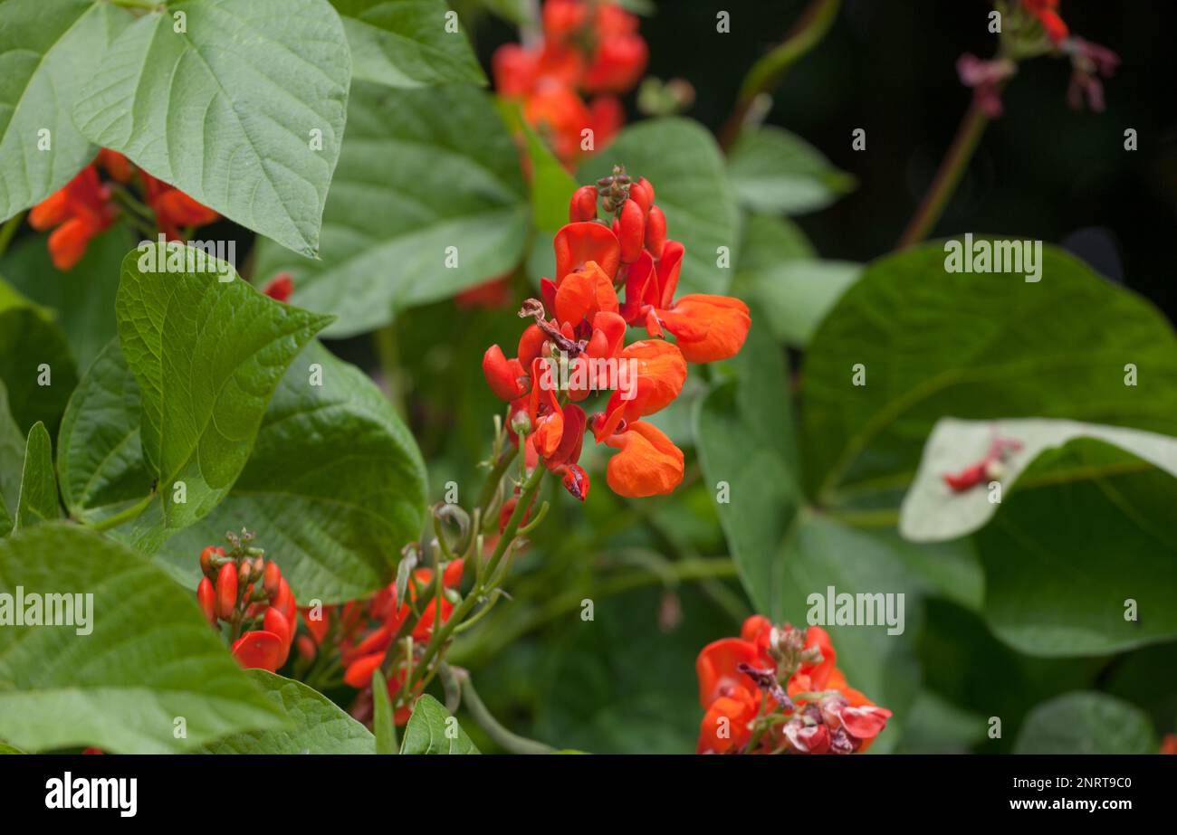 Flowers of "Scarlet Emperor" runner bean plant Stock Photo - Alamy