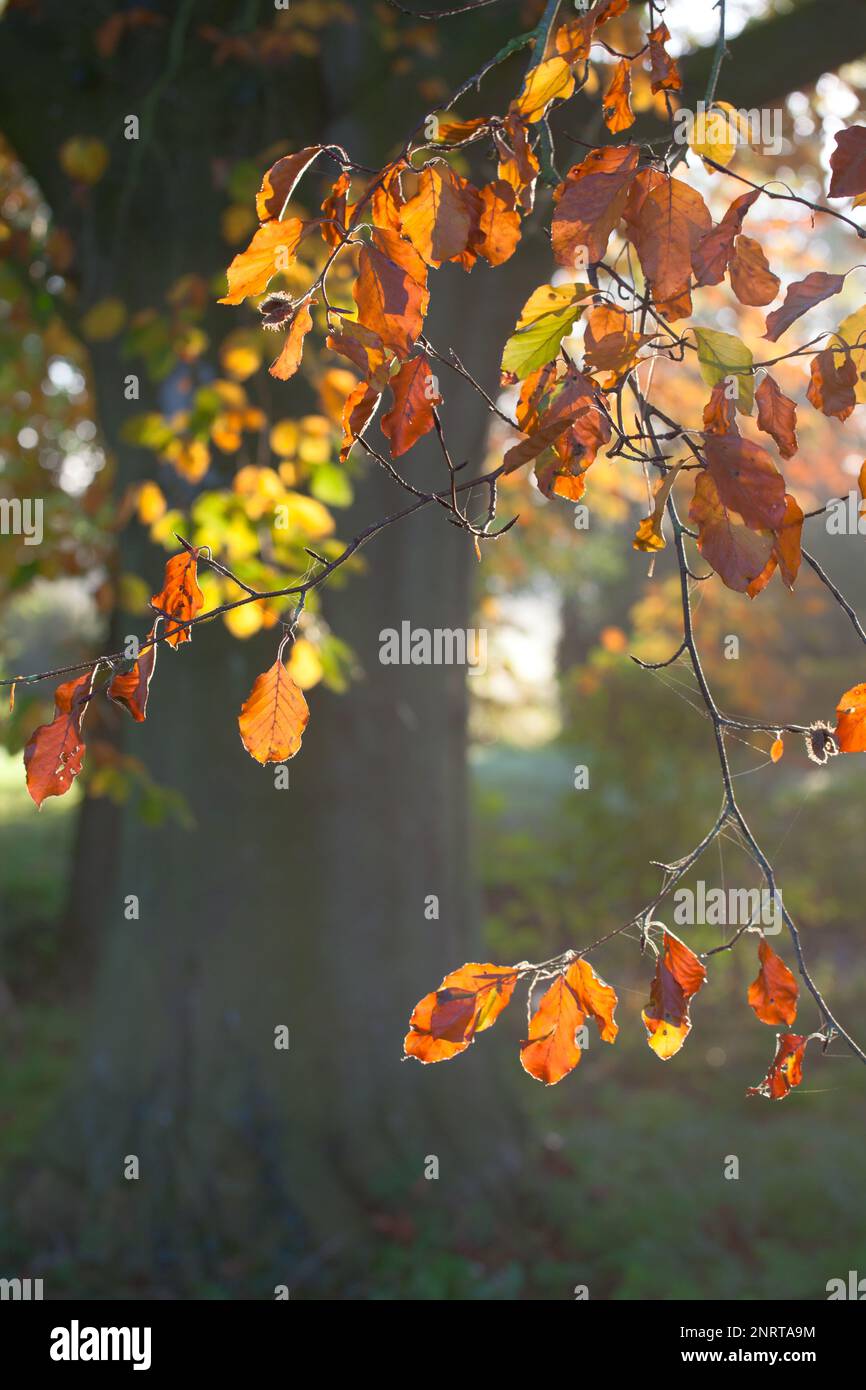 Autumn in norfolk uk hi-res stock photography and images - Alamy
