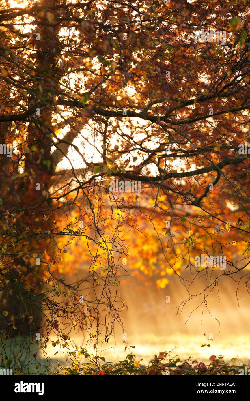 Autumn colours on a misty morning in Norfolk, UK Stock Photo - Alamy
