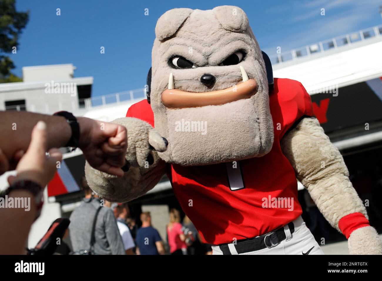 Mascot "Hairy Dawg" takes part of the Dawg walk before the start of a ...