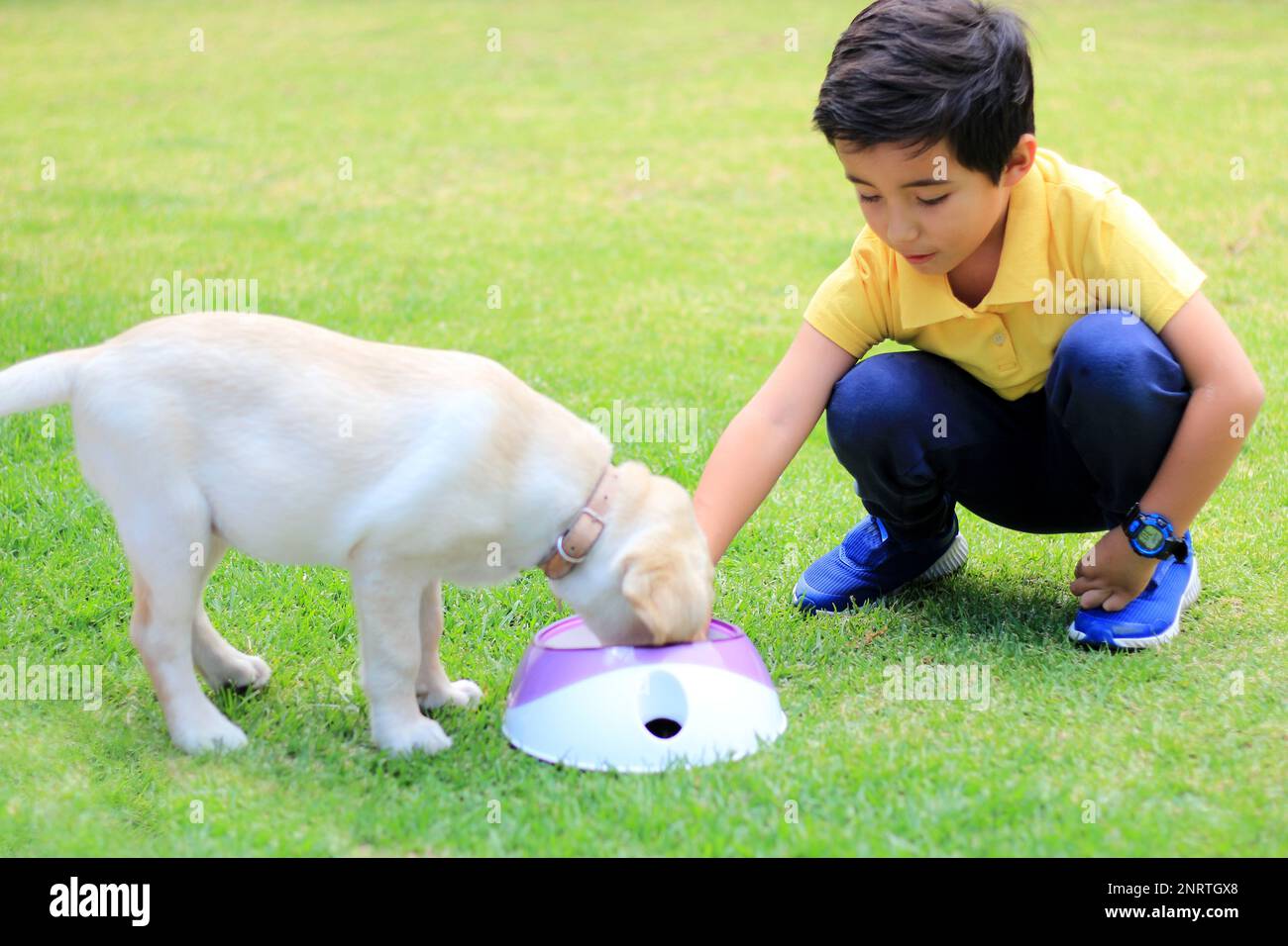 Little Hispanic boy feeds healthy kibble to his newly adopted puppy dog ...
