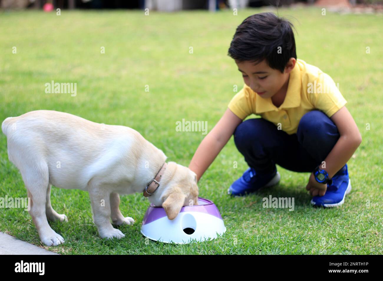 Little Hispanic boy feeds healthy kibble to his newly adopted puppy dog ...