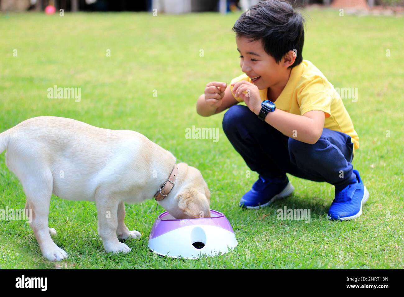 Little Hispanic boy feeds healthy kibble to his newly adopted puppy dog ...