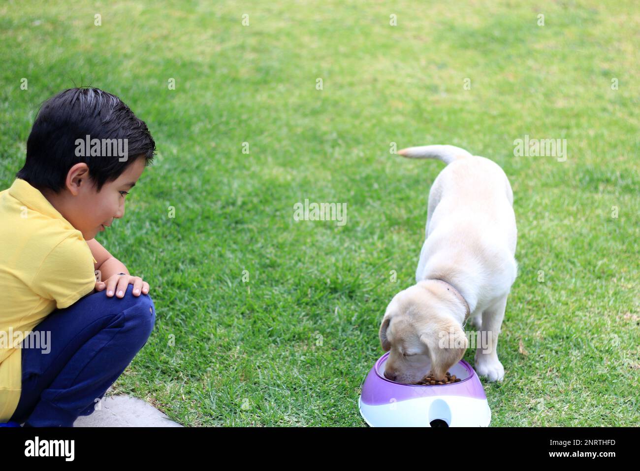 Little Hispanic boy feeds healthy kibble to his newly adopted puppy dog ...