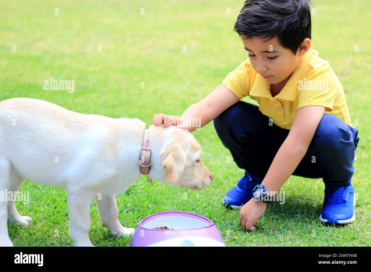 Little Hispanic boy feeds healthy kibble to his newly adopted puppy dog ...