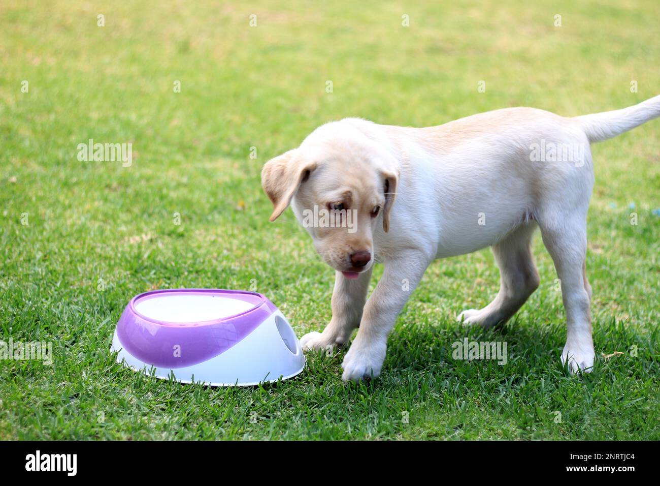 Labrador puppy dog in the garden with her bowl of vegan food to grow ...