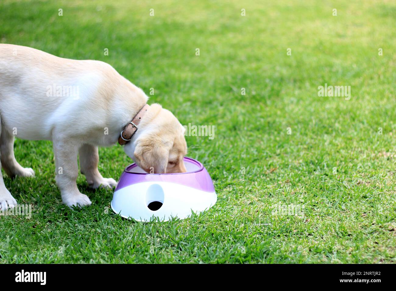 Labrador puppy dog in the garden with her bowl of vegan food to grow ...