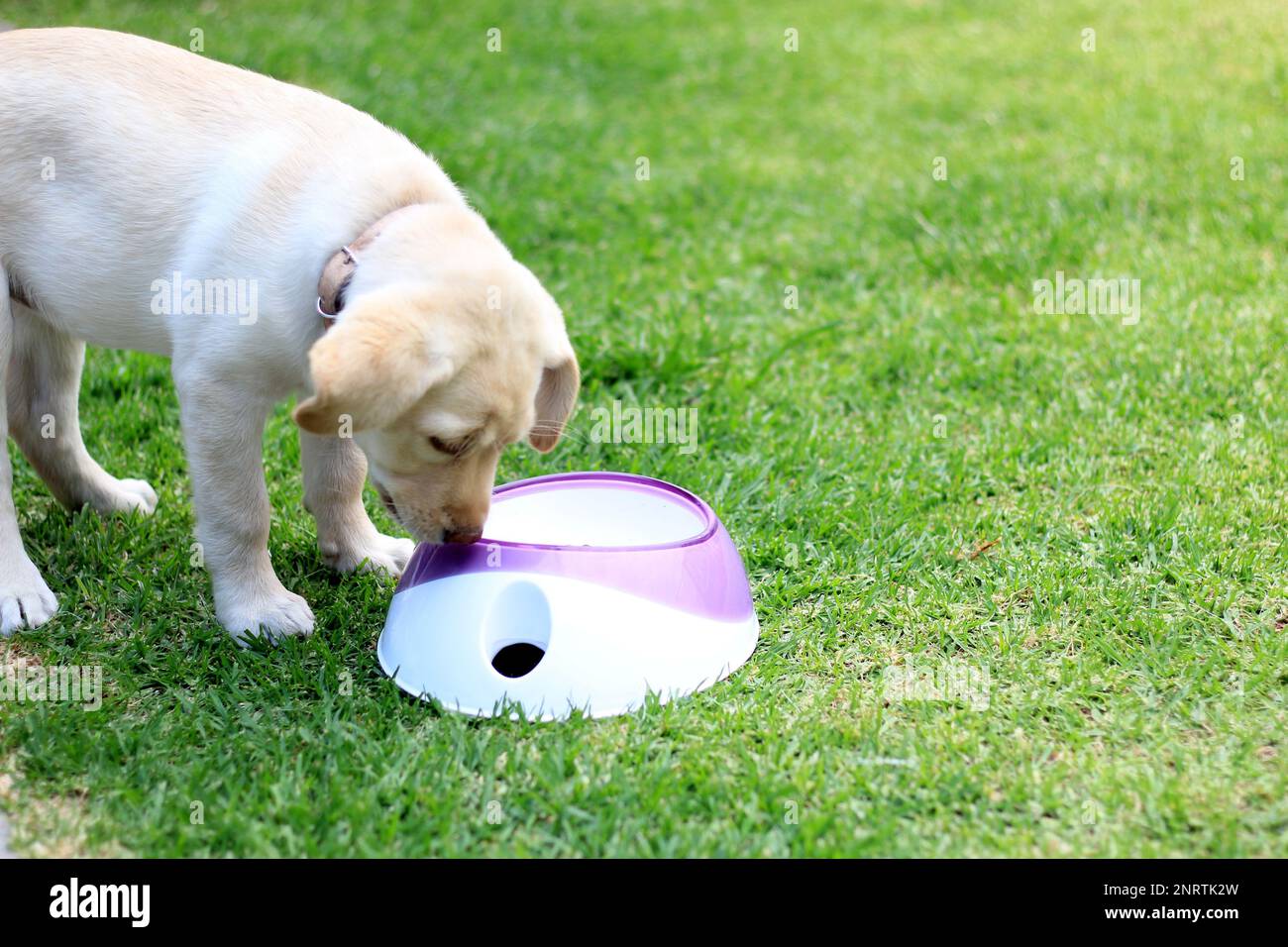 Labrador puppy dog in the garden with her bowl of vegan food to grow ...