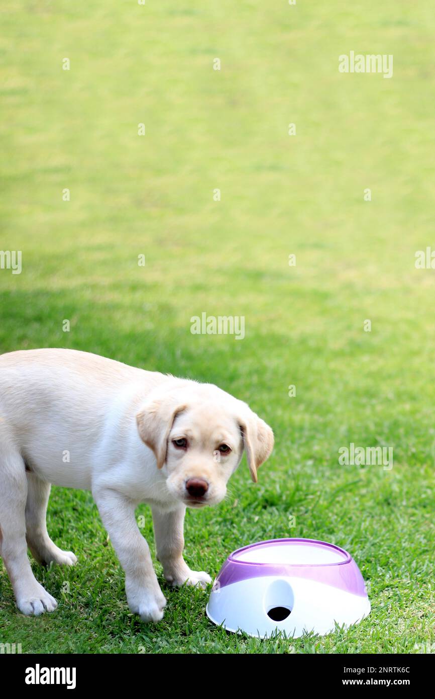 Labrador puppy dog in the garden with her bowl of vegan food to grow ...