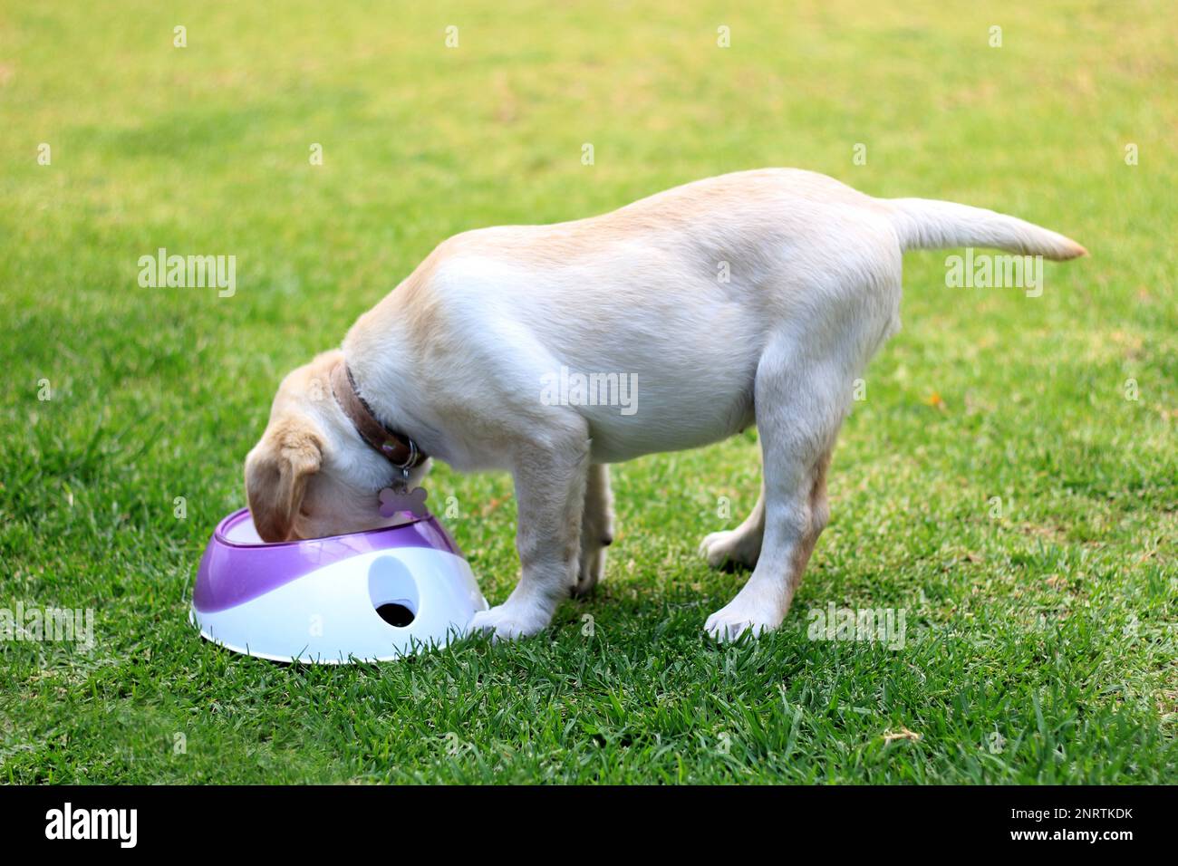 Labrador puppy dog in the garden with her bowl of vegan food to grow ...