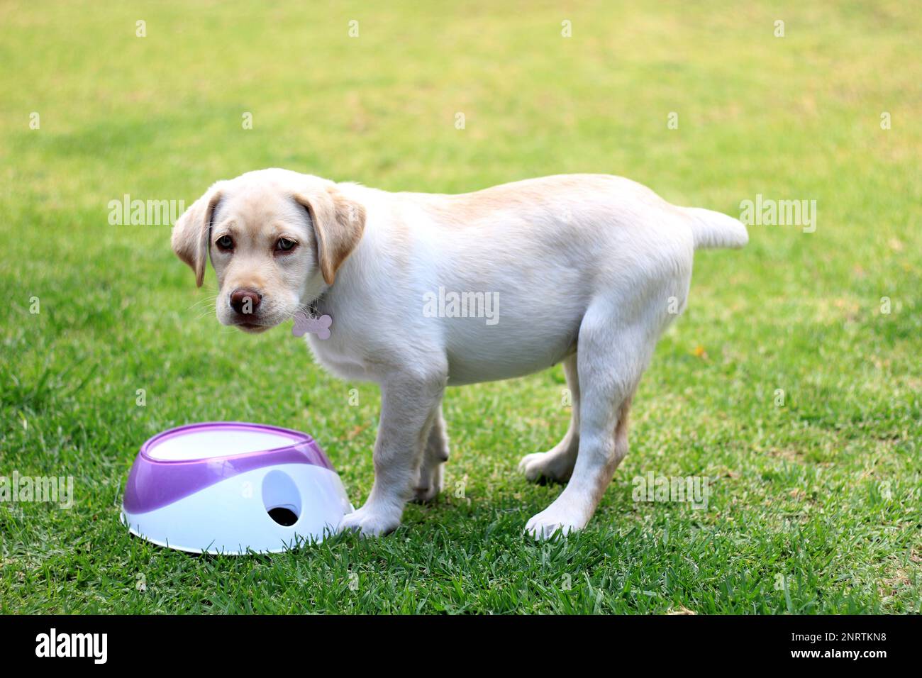 Labrador puppy dog in the garden with her bowl of vegan food to grow ...