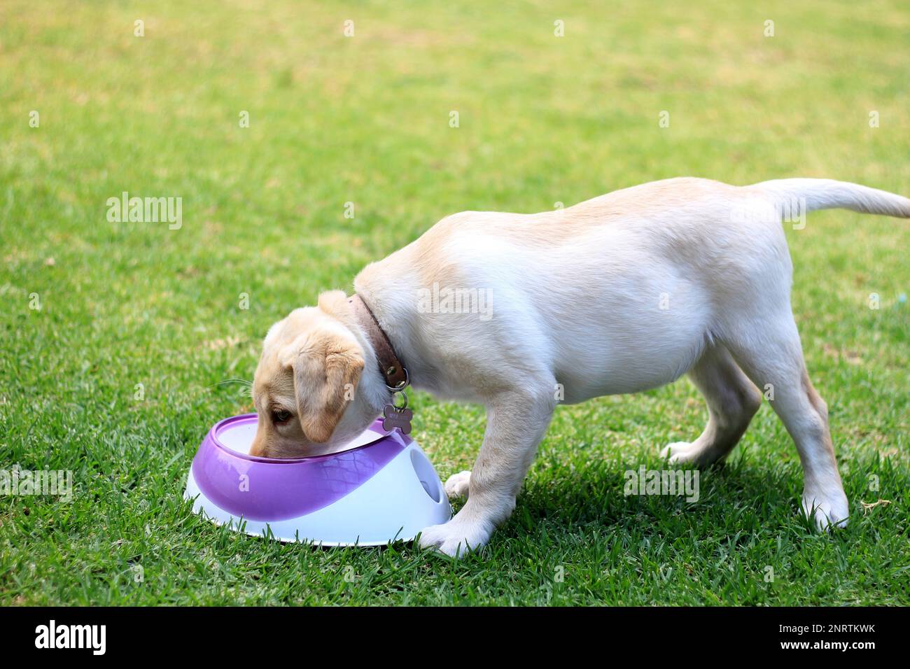 Labrador puppy dog in the garden with her bowl of vegan food to grow ...