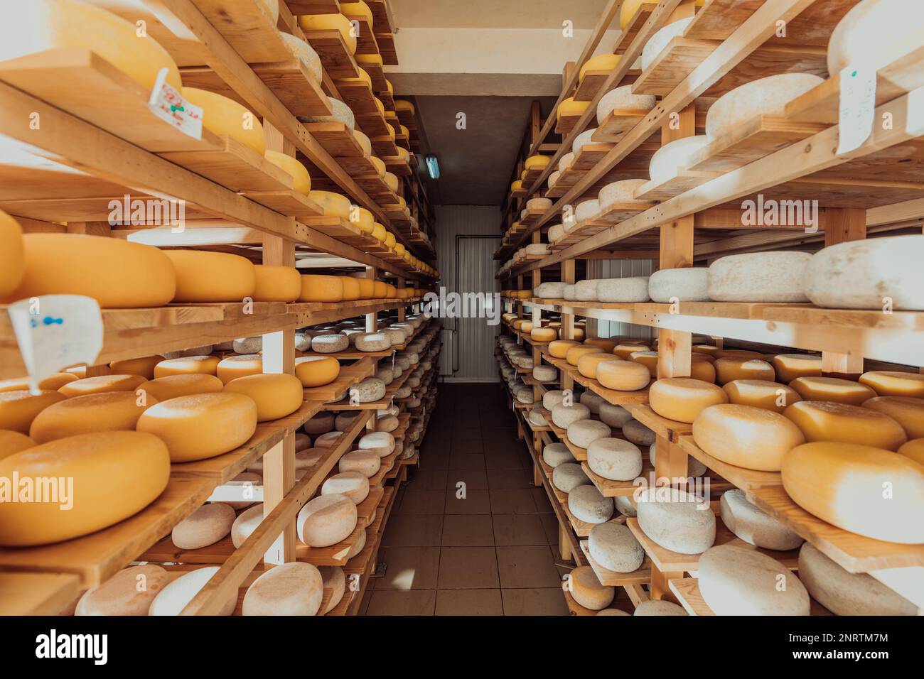 A large storehouse of manufactured cheese standing on the shelves ready ...