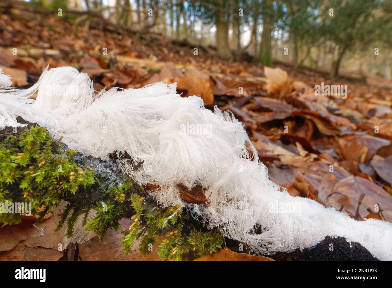 Hair ice extruded from a rotting stick infected with the fungus ...