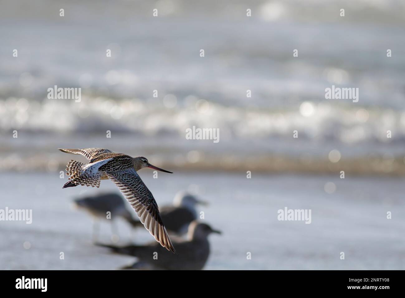 Curlew sandpiper flying hi-res stock photography and images - Alamy