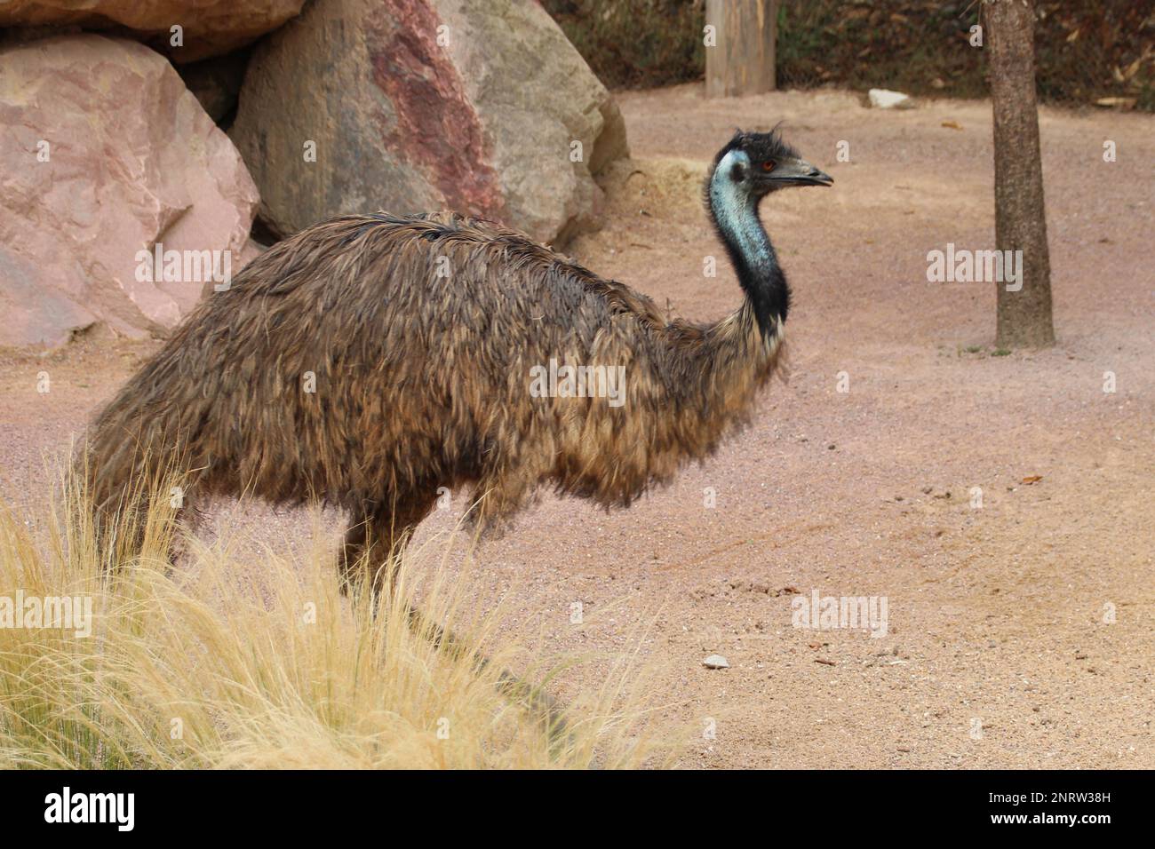 emu in a zoo in france Stock Photo - Alamy