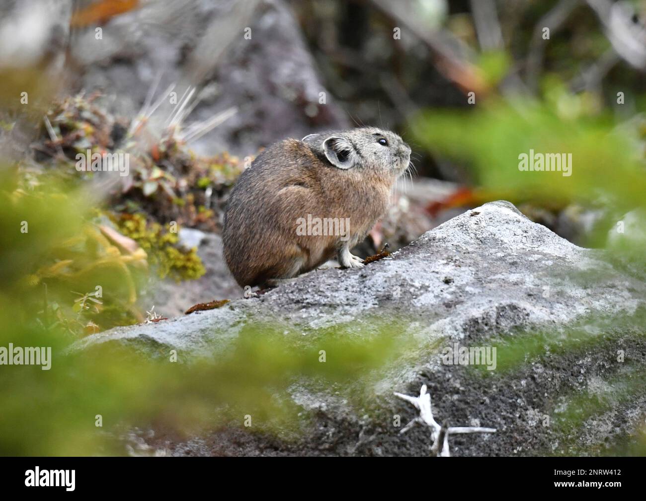 A photo shows an Ochotona hyperborea yesoensis (pika / rock rabbit ...