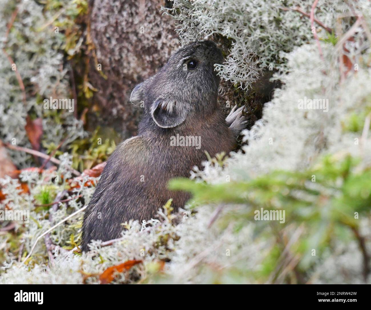 A photo shows an Ochotona hyperborea yesoensis (pika / rock rabbit ...