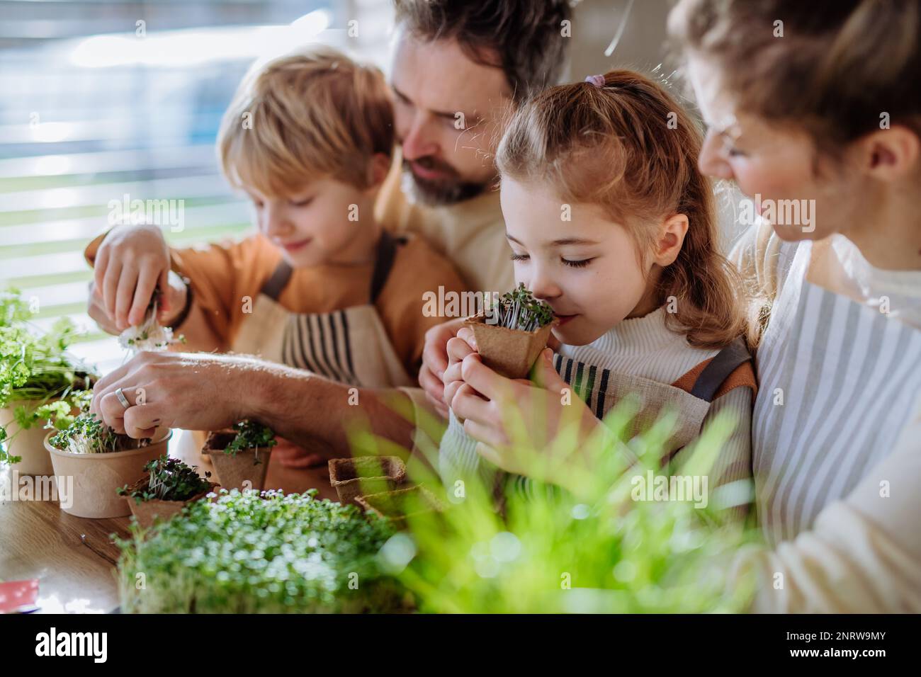 Happy family planting herbs together at spring Stock Photo - Alamy