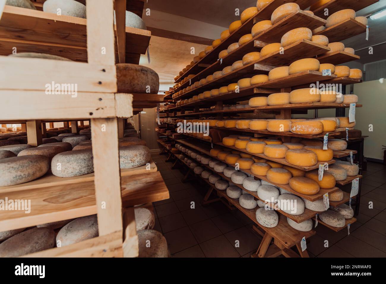A large storehouse of manufactured cheese standing on the shelves ready ...
