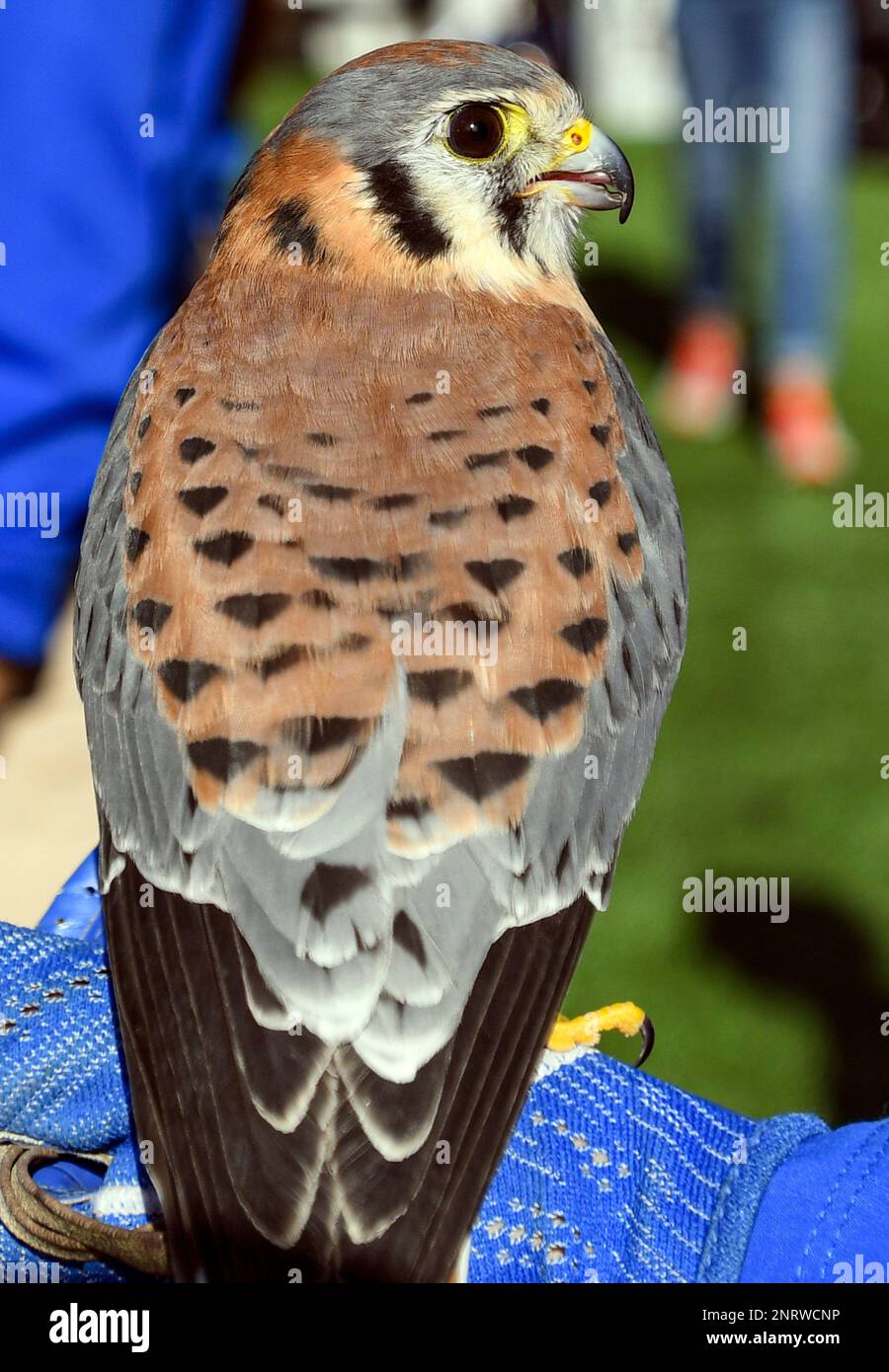 ANNAPOLIS, MD - OCTOBER 5: Zeus, the Air Force Academy Kestrel is ...
