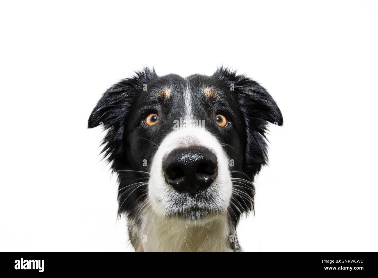Cute close-up border collie puppy dog looking at camera with sad ...