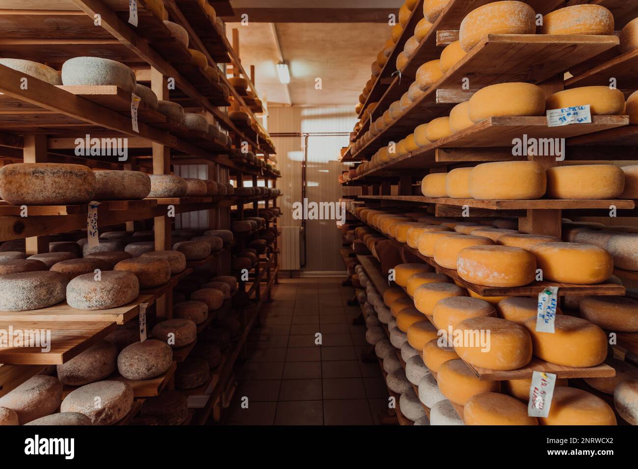 A large storehouse of manufactured cheese standing on the shelves ready ...