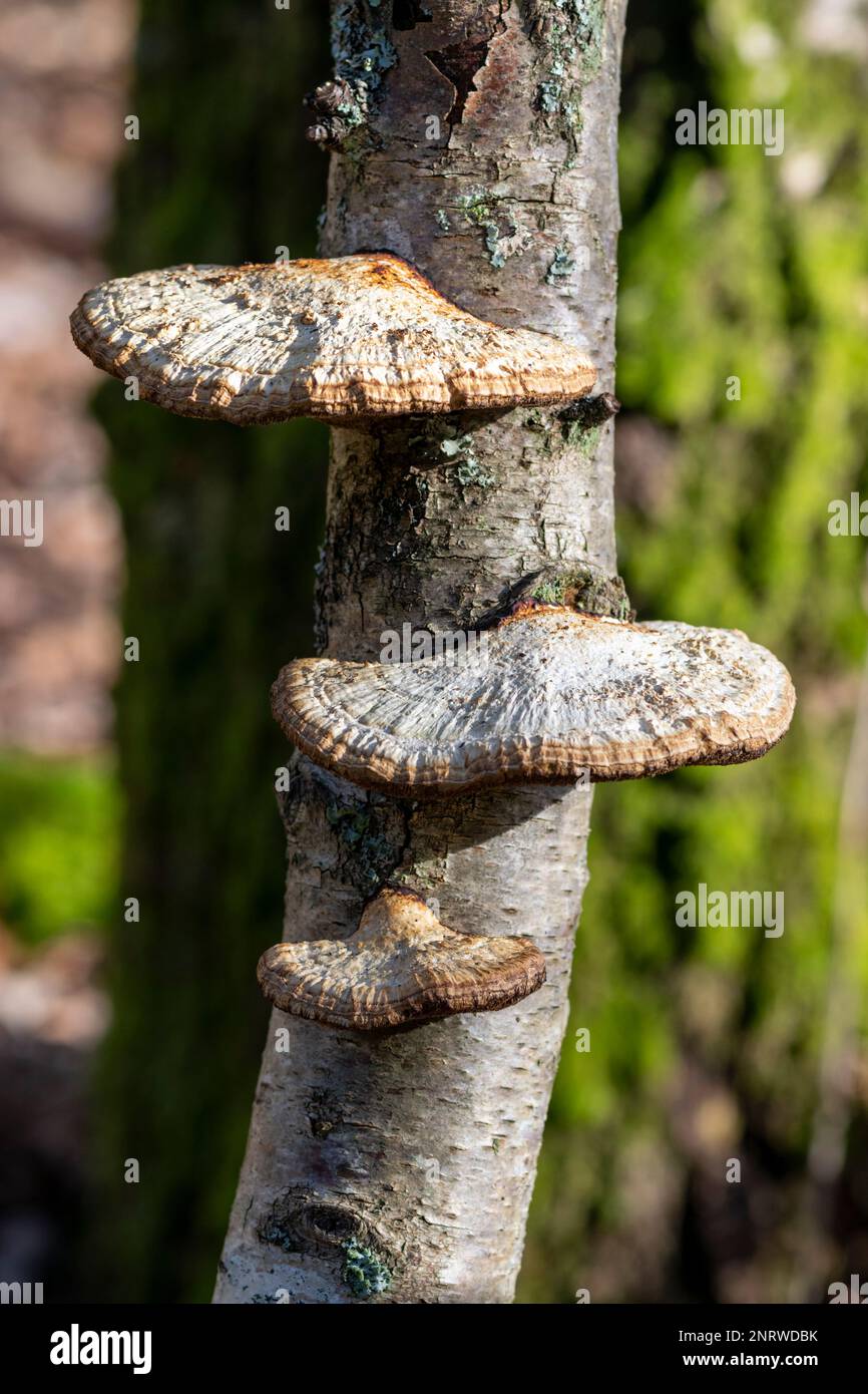Three fungi growing on the side of a tree in the woods Stock Photo - Alamy