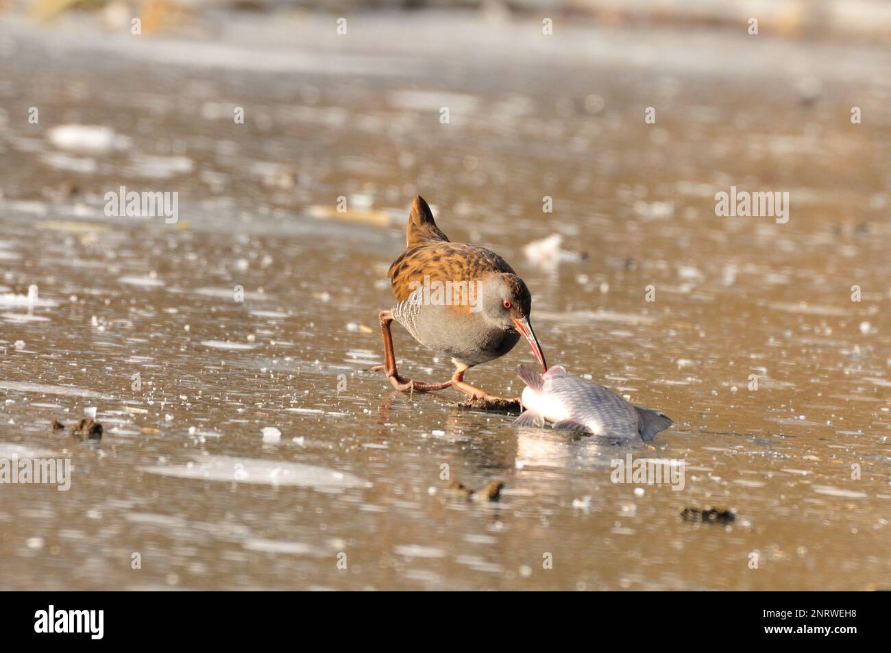 Water rail (Rallus aquaticus) walking on ice Stock Photo - Alamy