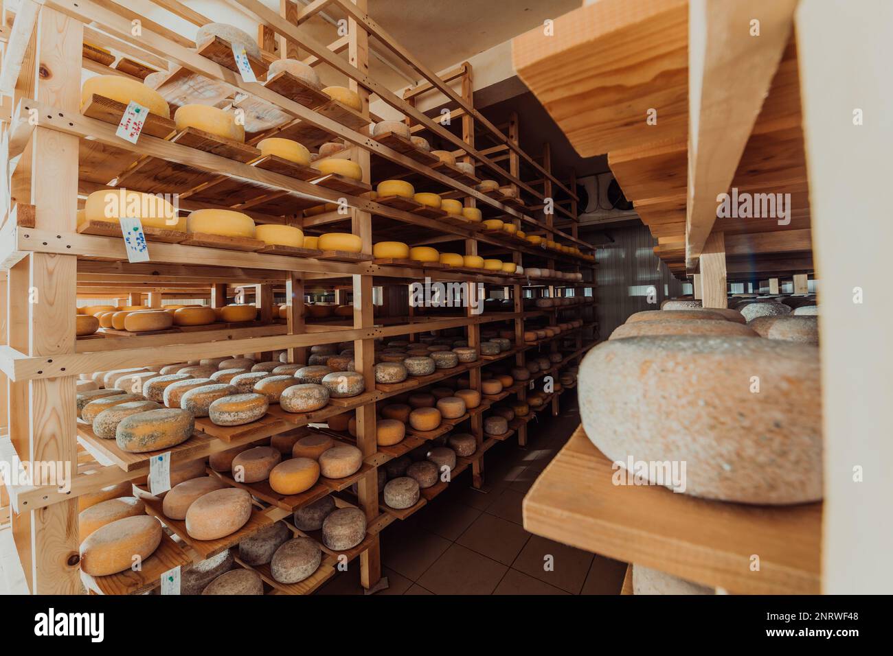 A large storehouse of manufactured cheese standing on the shelves ready ...