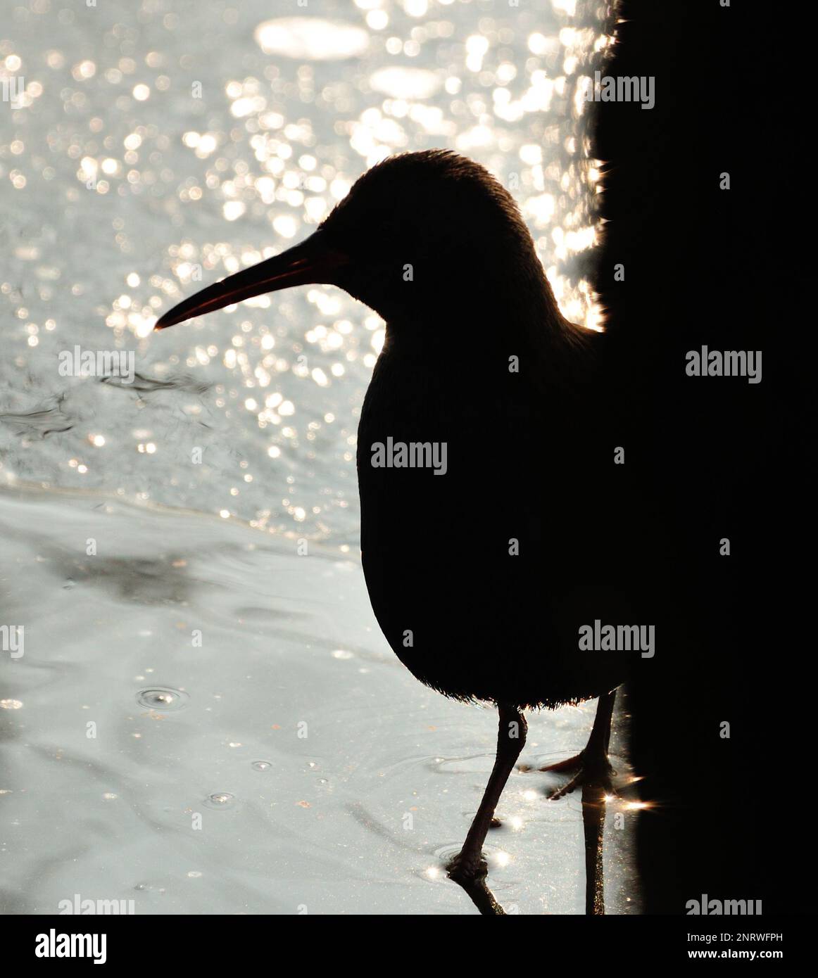 Water rail (Rallus aquaticus) sillhoutte Stock Photo - Alamy