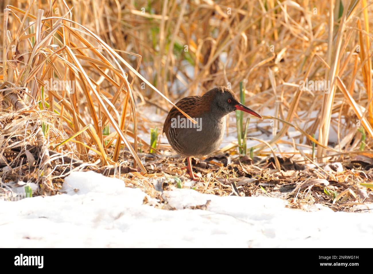 Water rail (Rallus aquaticus) in nature Stock Photo - Alamy