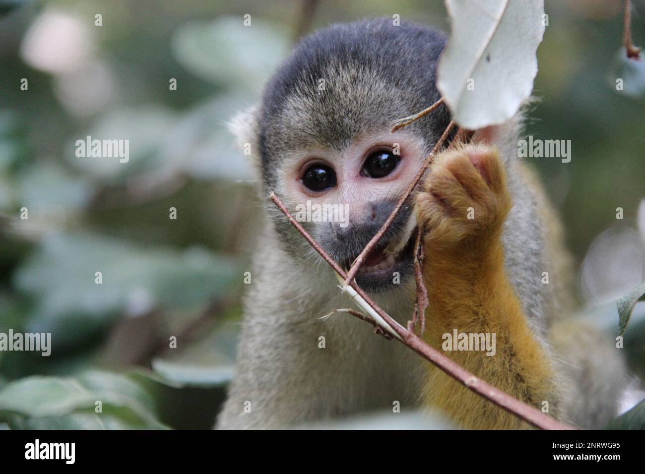 squirrel monkey in a zoo in france Stock Photo - Alamy
