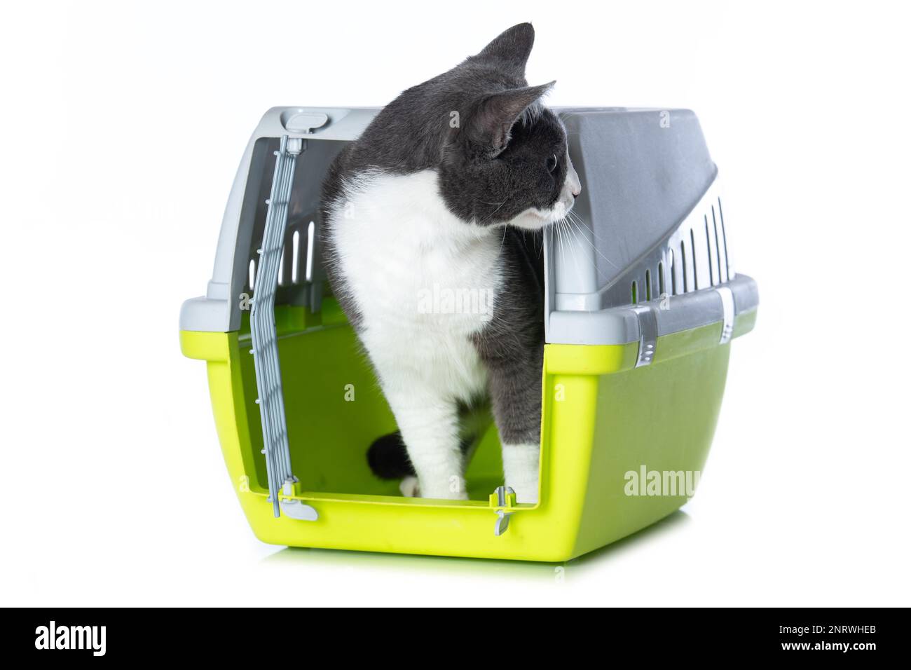 Domestic cat in a transport box Stock Photo - Alamy