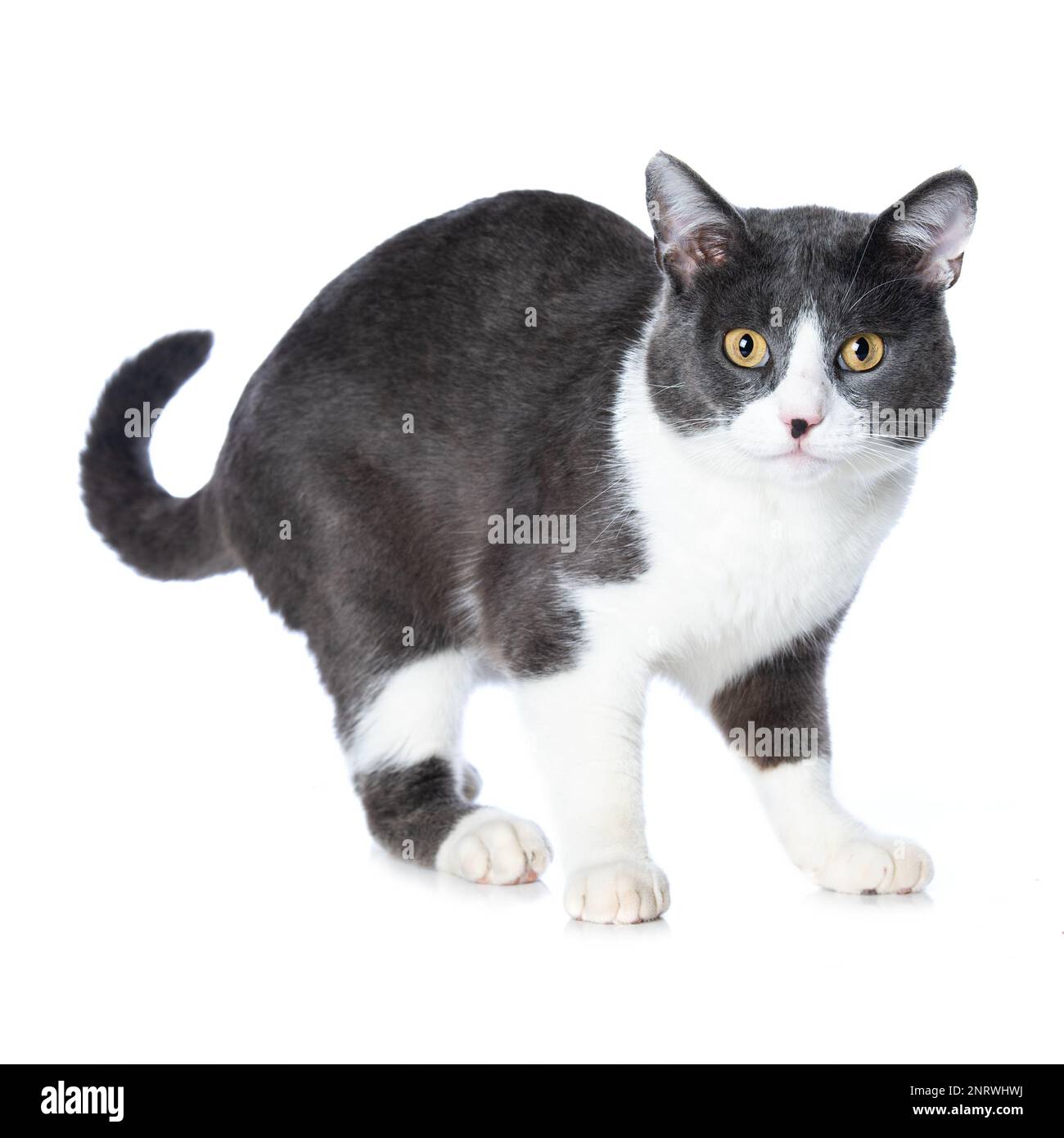 Domestic cat standing hi-res stock photography and images - Alamy