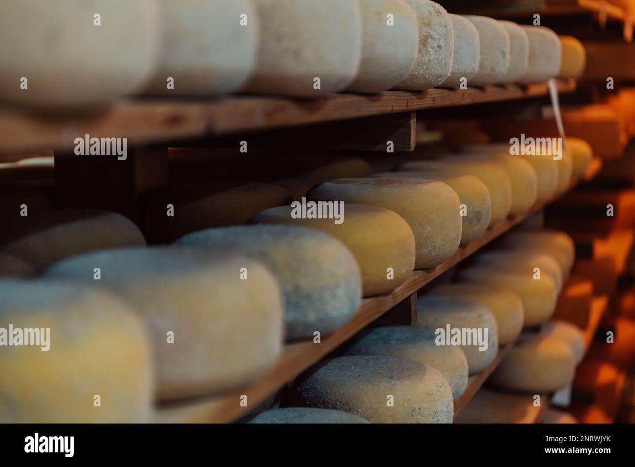 A large storehouse of manufactured cheese standing on the shelves ready ...