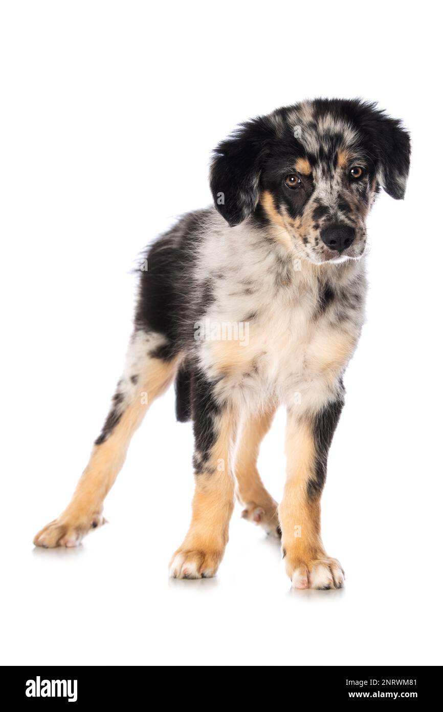 Old german herding puppy standing isolated on white background and ...