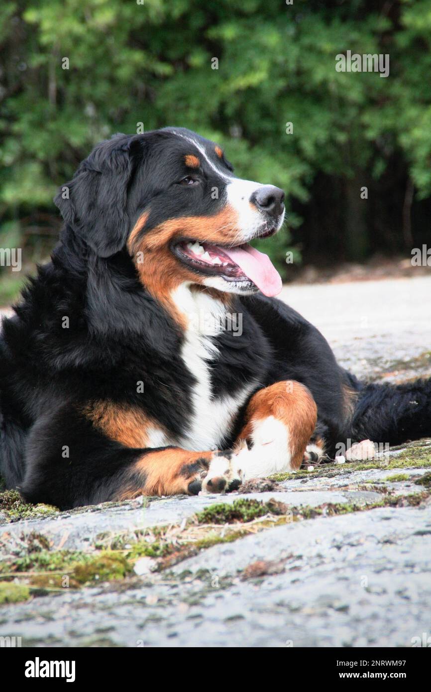 An adorable brown and white Berner Sennenhund dog sitting on the rock ...