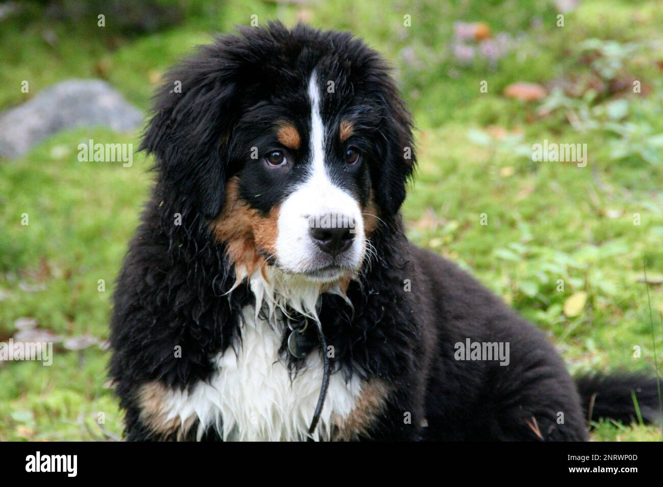 An adorable brown and white Berner Sennenhund puppy looking at the ...