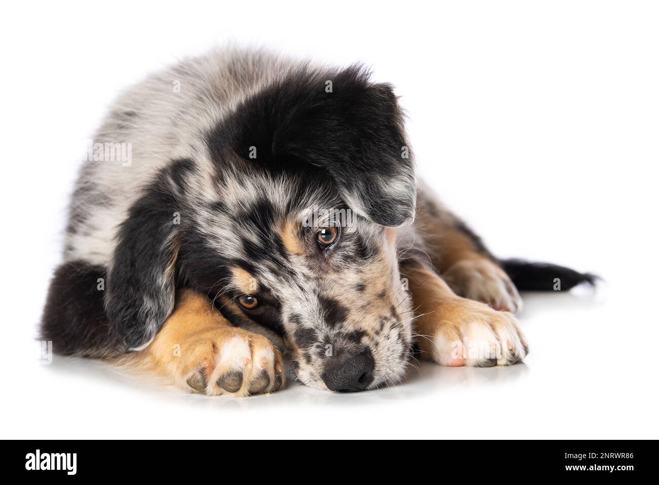 Old german herding puppy lying isolated on white background Stock Photo ...