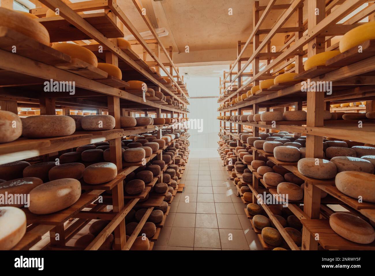 A large storehouse of manufactured cheese standing on the shelves ready ...