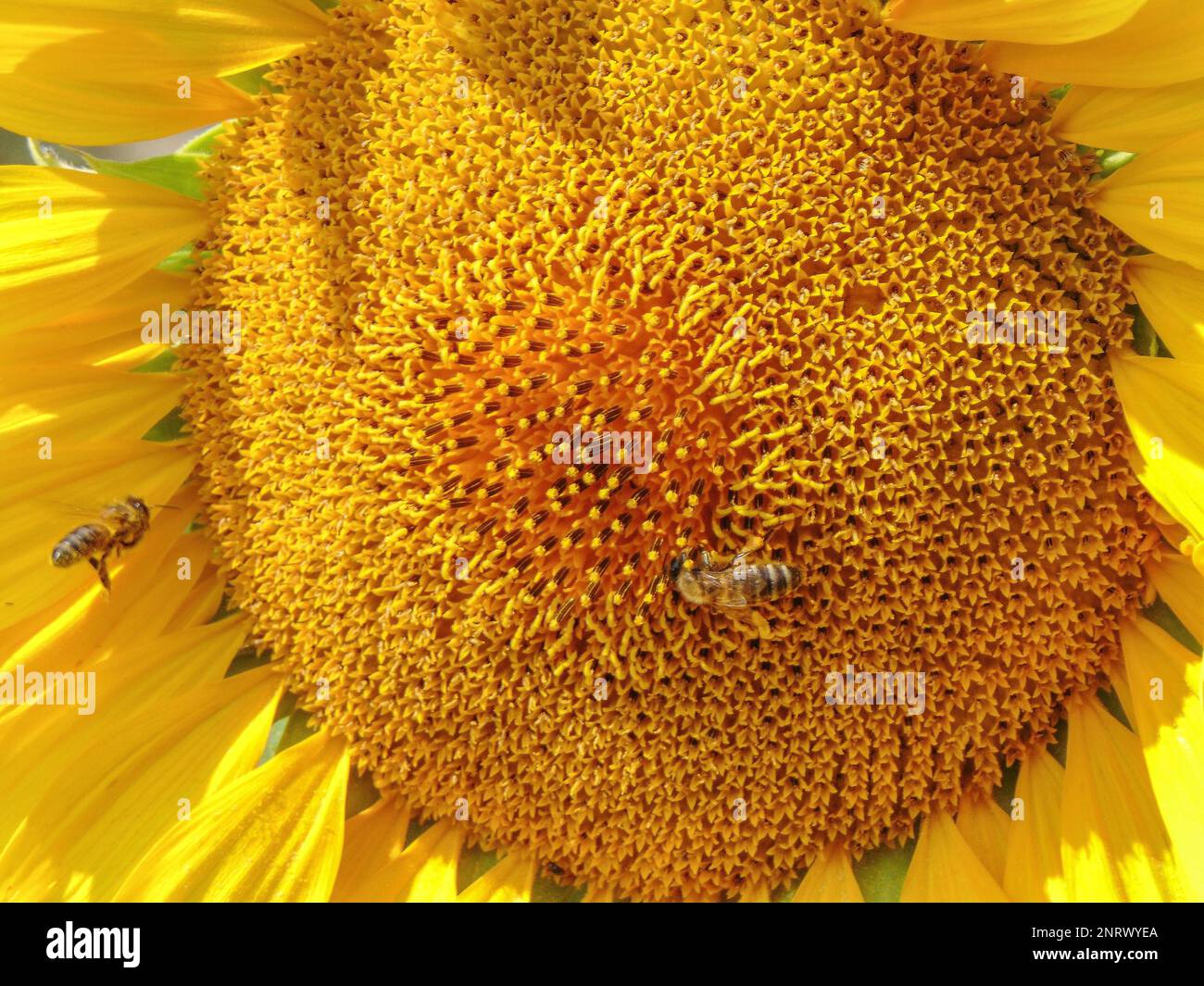 bees on a sunflower in summer. in Maramures, Romania Stock Photo - Alamy
