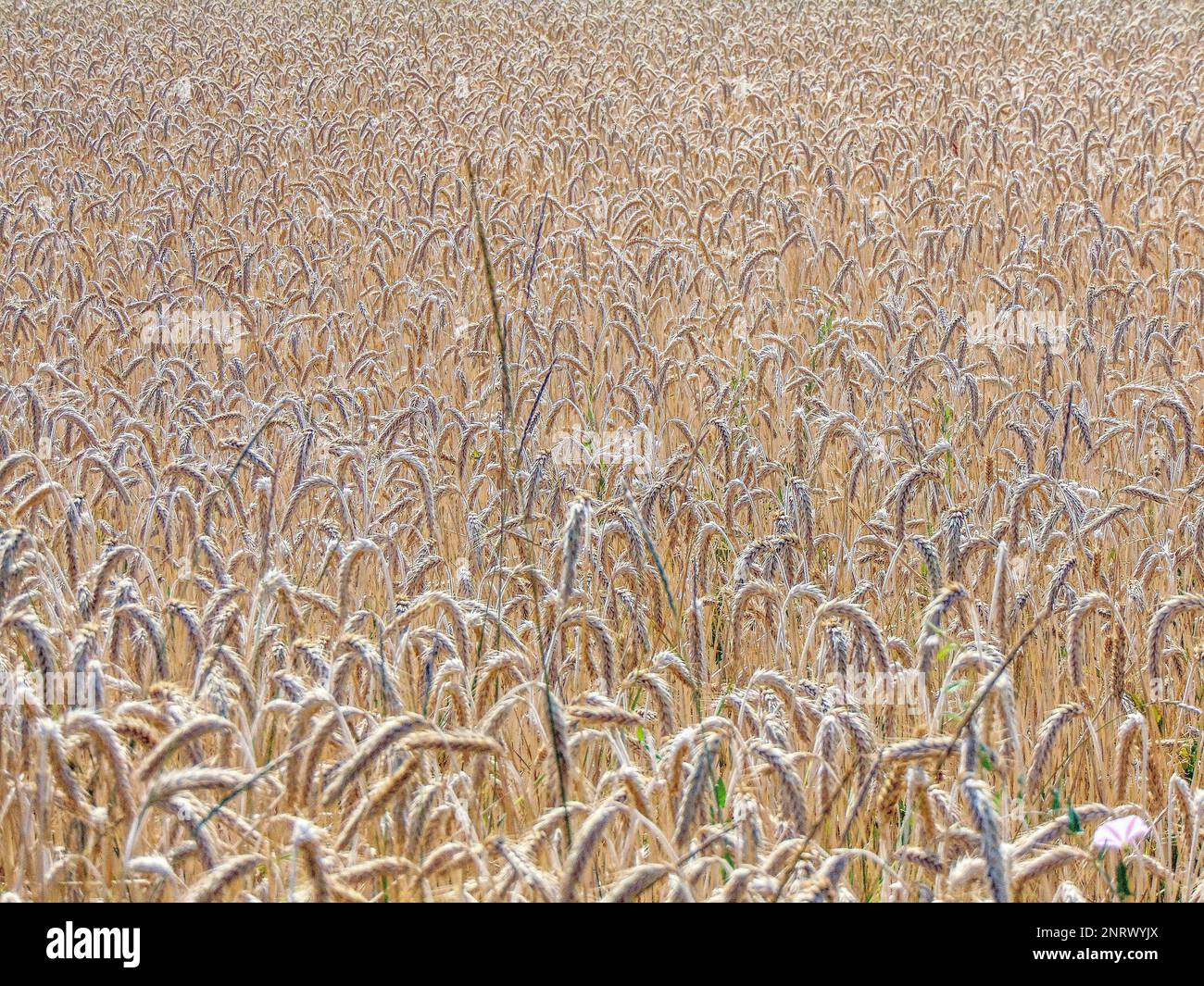 wheat field in the summer in Maramures, Romania Stock Photo - Alamy