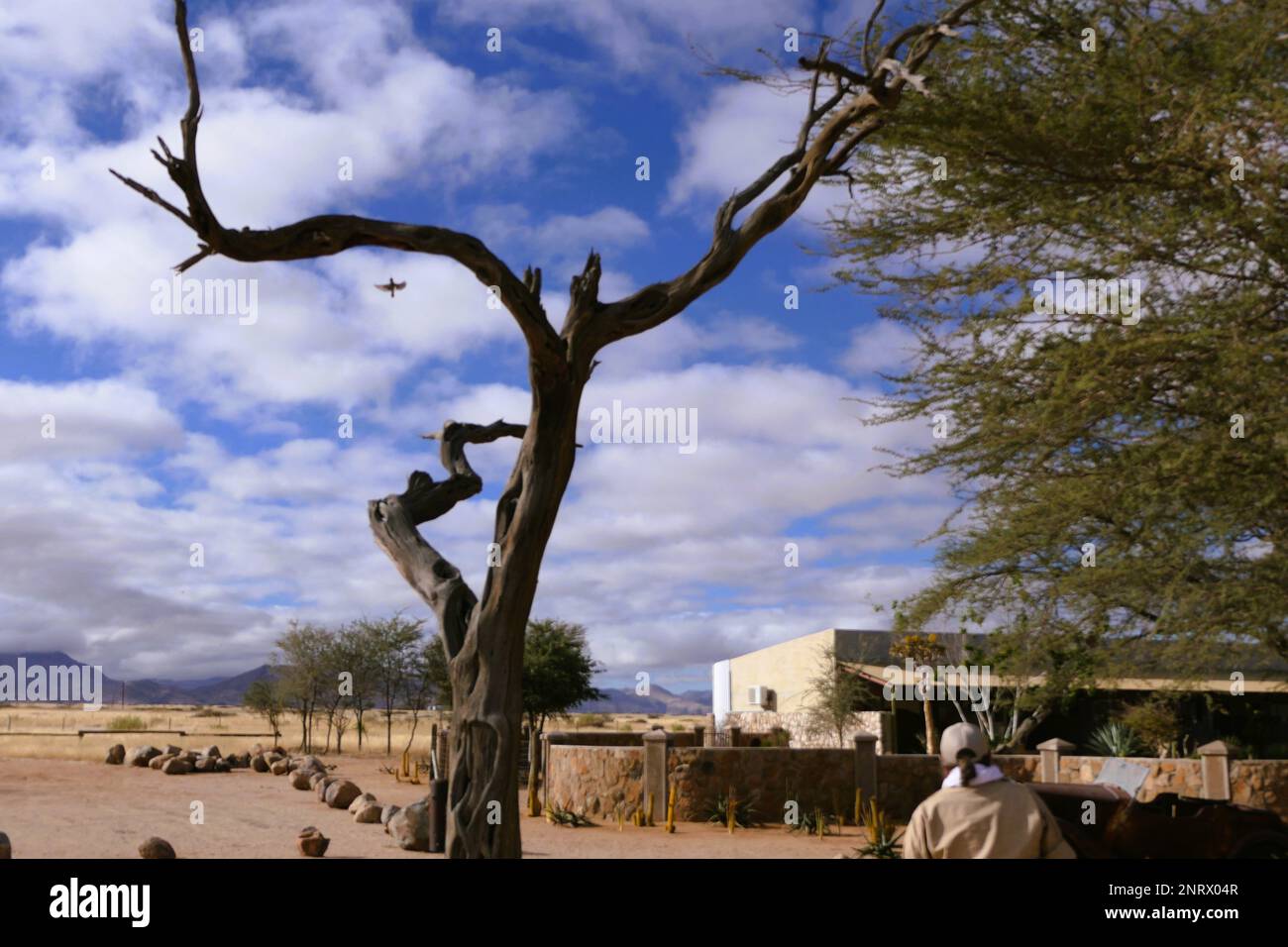 habitat preservation Solitaire in Namibia Stock Photo - Alamy