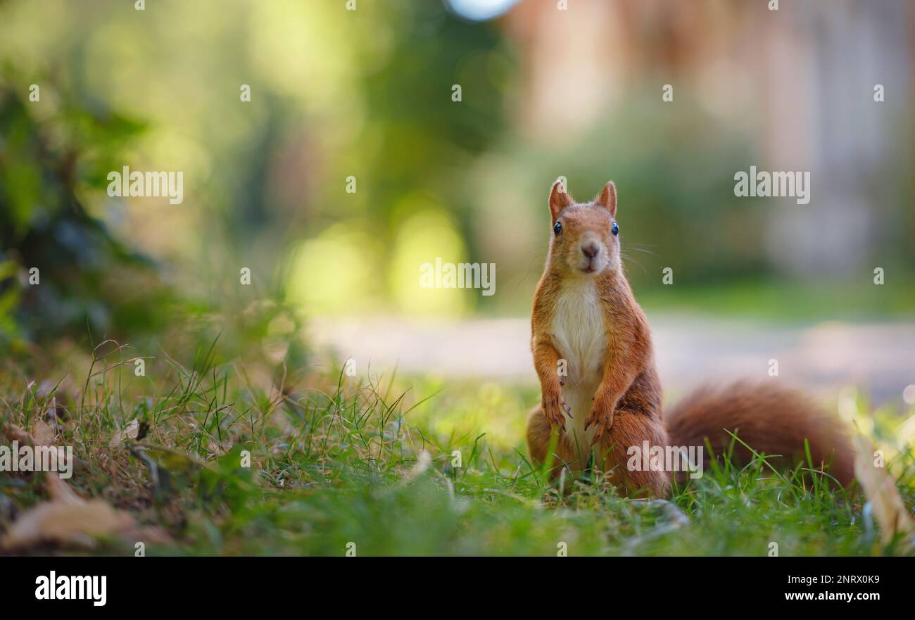 Cute squirrel in a park in Munich, Germany summer travel to Europe ...