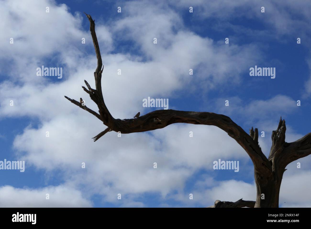 habitat preservation Solitaire in Namibia Stock Photo - Alamy