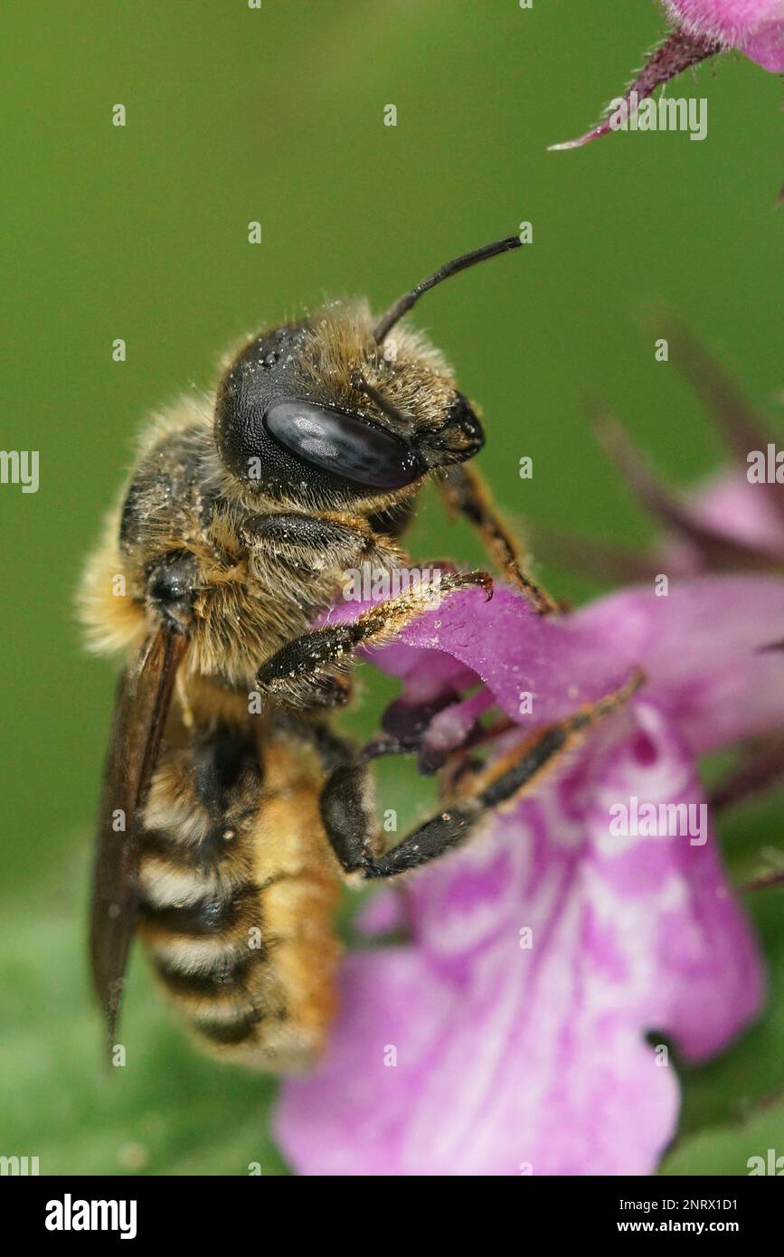 Natural closeup on a blue-eyed female of the rare Tridentate Small ...