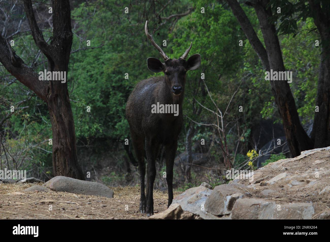 Indian water deers at Bannerghatta national park Bangalore sitting or ...